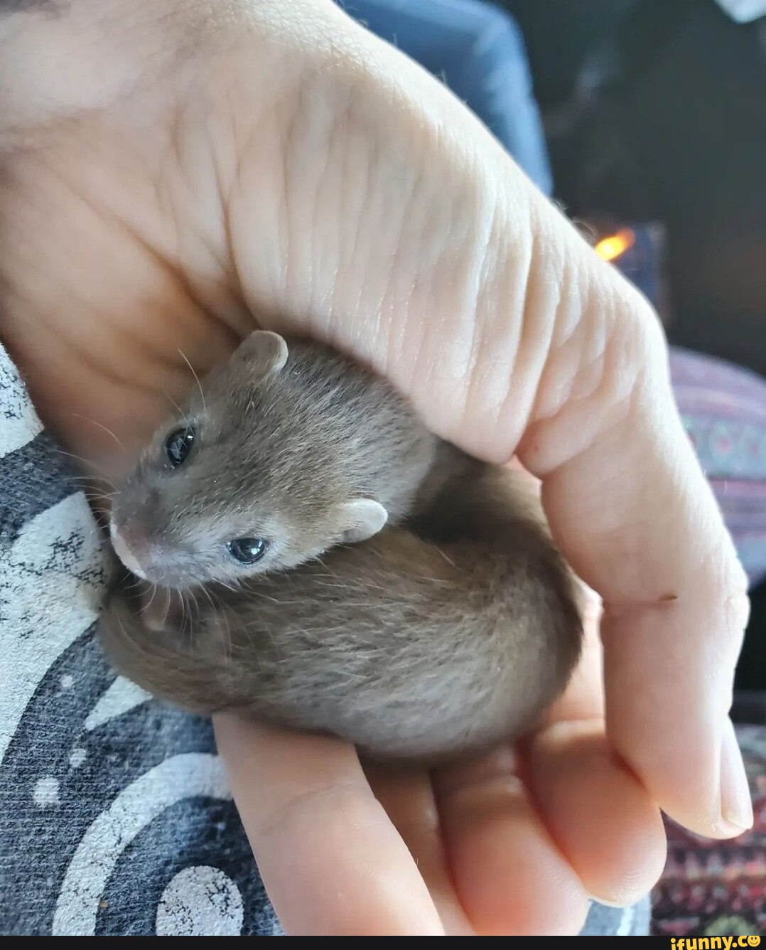 Weasel memes. Best Collection of funny Weasel pictures on iFunny