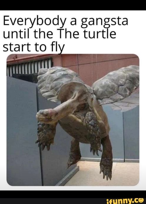 Everybody a gangsta until the The turtle start to fl - iFunny
