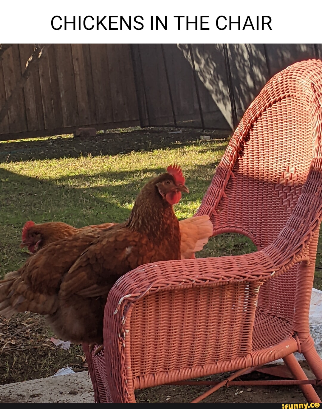 CHICKENS IN THE CHAIR - iFunny