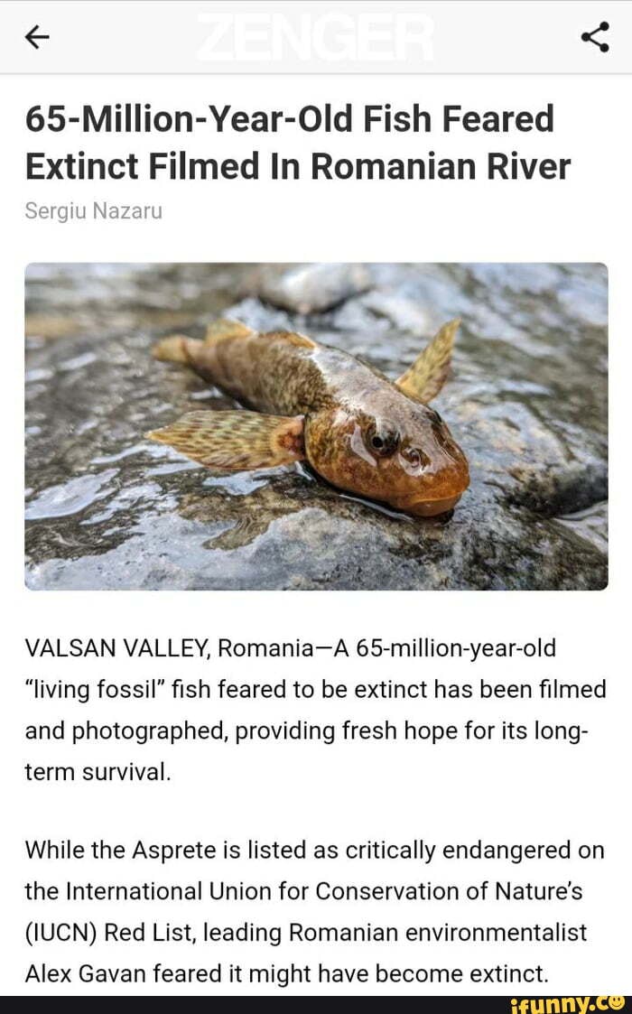 65-Million-Year-Old Fish Feared Extinct Filmed In Romanian River Sergiu ...