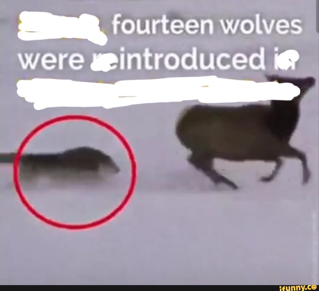 Fourteen wolves were @mintroduced @ - iFunny