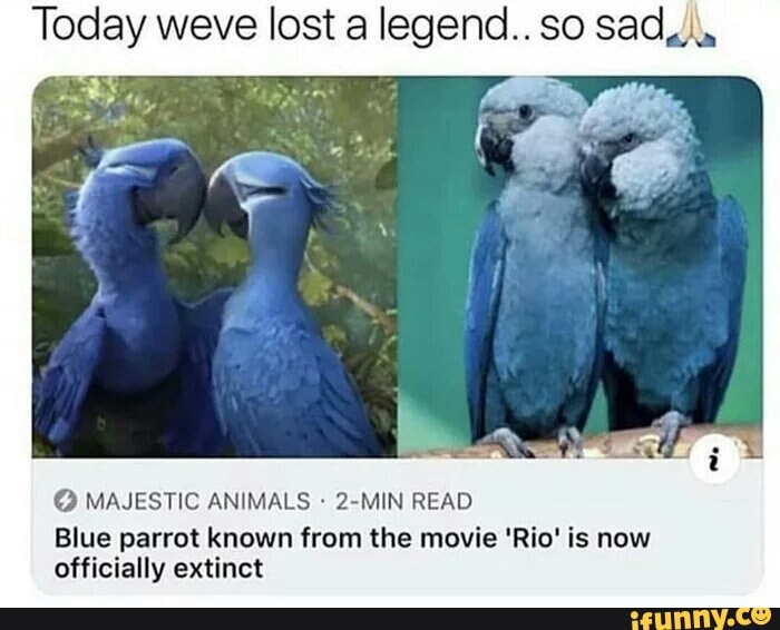 Today weve lost a legend. so sad“ O MAJESTIC ANIMALS - 2-MIN READ Blue ...