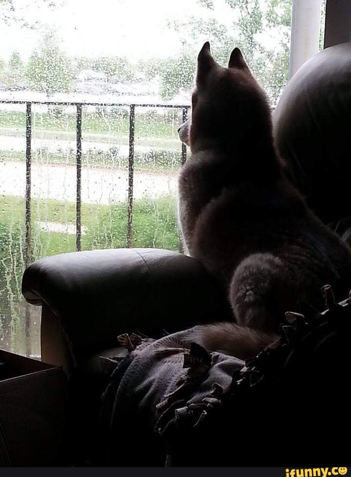 Ponderings memes. Best Collection of funny Ponderings pictures on iFunny