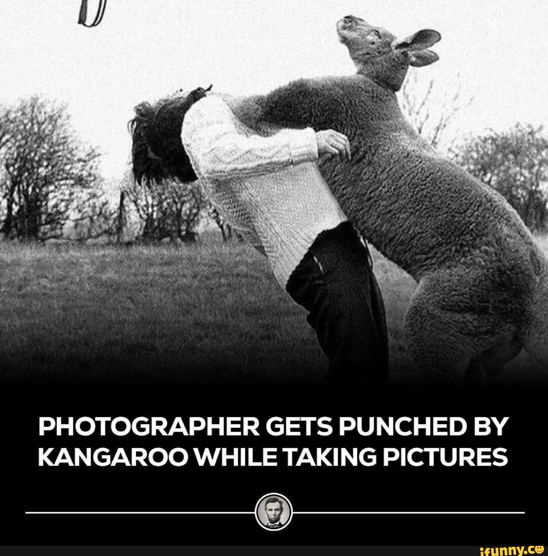Kangaroo memes. Best Collection of funny Kangaroo pictures on iFunny