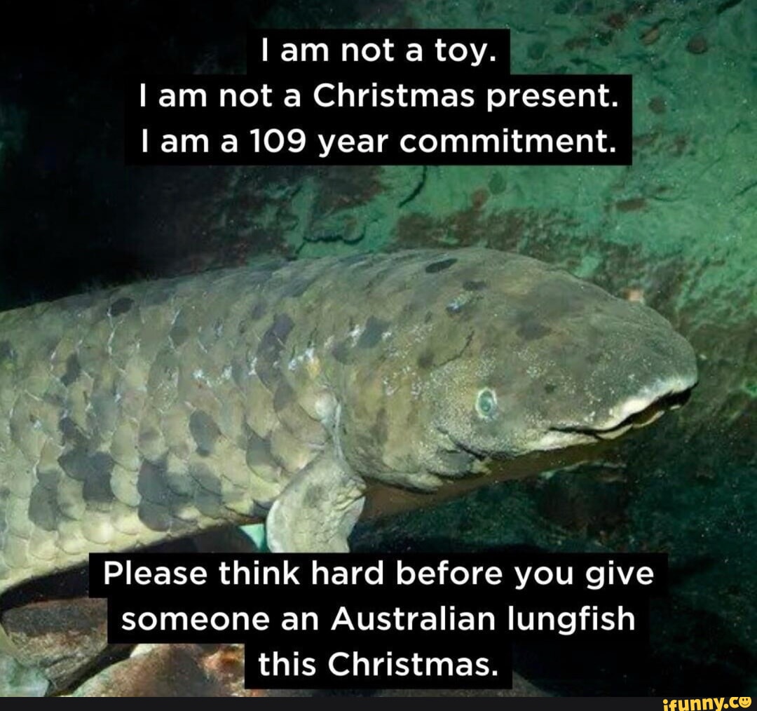 Christmas memes. Best Collection of funny Christmas pictures on iFunny
