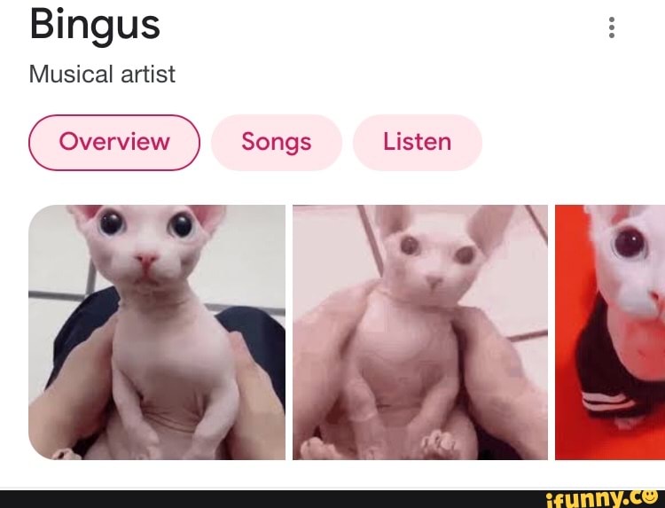 Bingus Musical artist Overview Songs Listen - iFunny