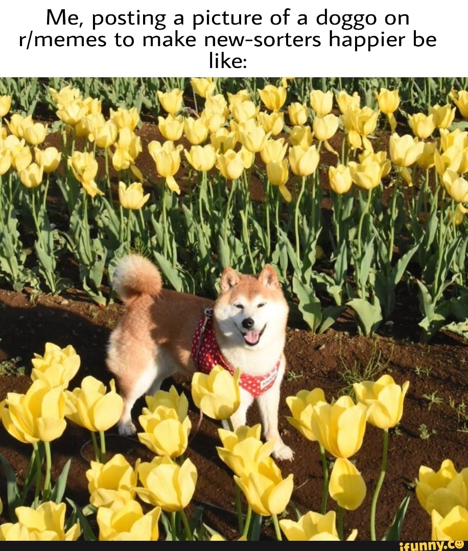 Me, posting a picture of a doggo on r/memes to make new-sorters happier ...