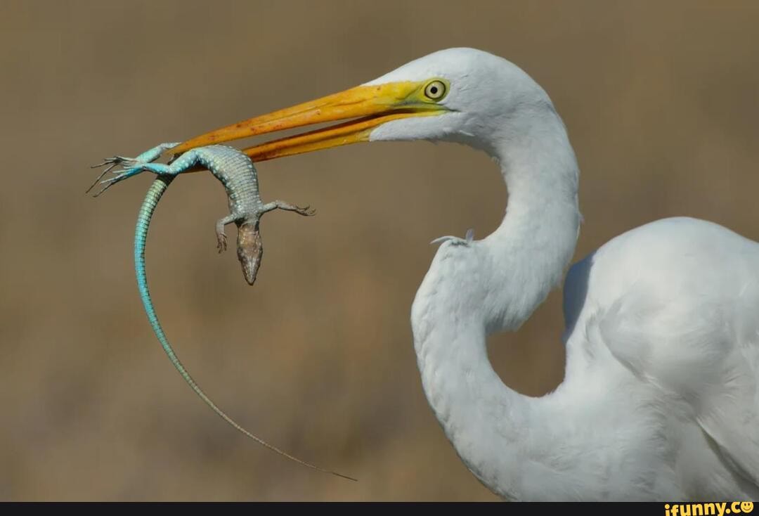 Egret memes. Best Collection of funny Egret pictures on iFunny