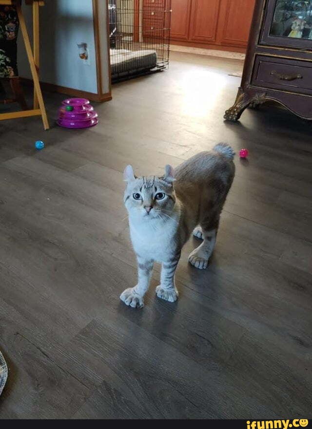 Polydactyly memes. Best Collection of funny Polydactyly pictures on iFunny