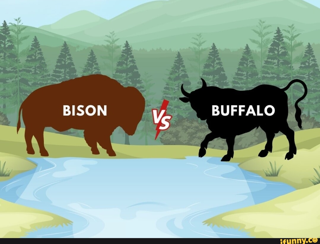BISON Vs BUFFALO - iFunny