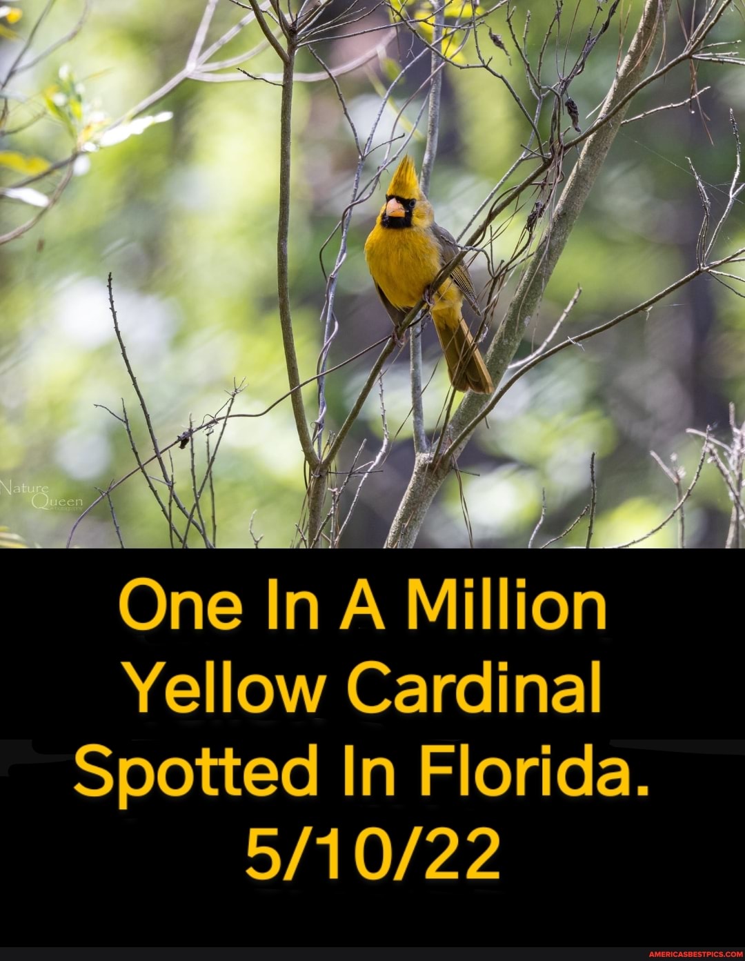 One in Million Yellow Cardinal Spotted In Florida. - America’s best ...