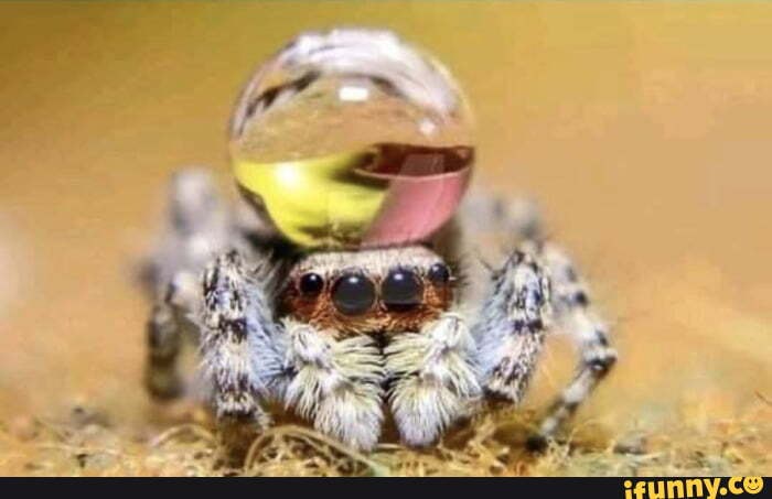 Jumping_spiders memes. Best Collection of funny Jumping_spiders ...