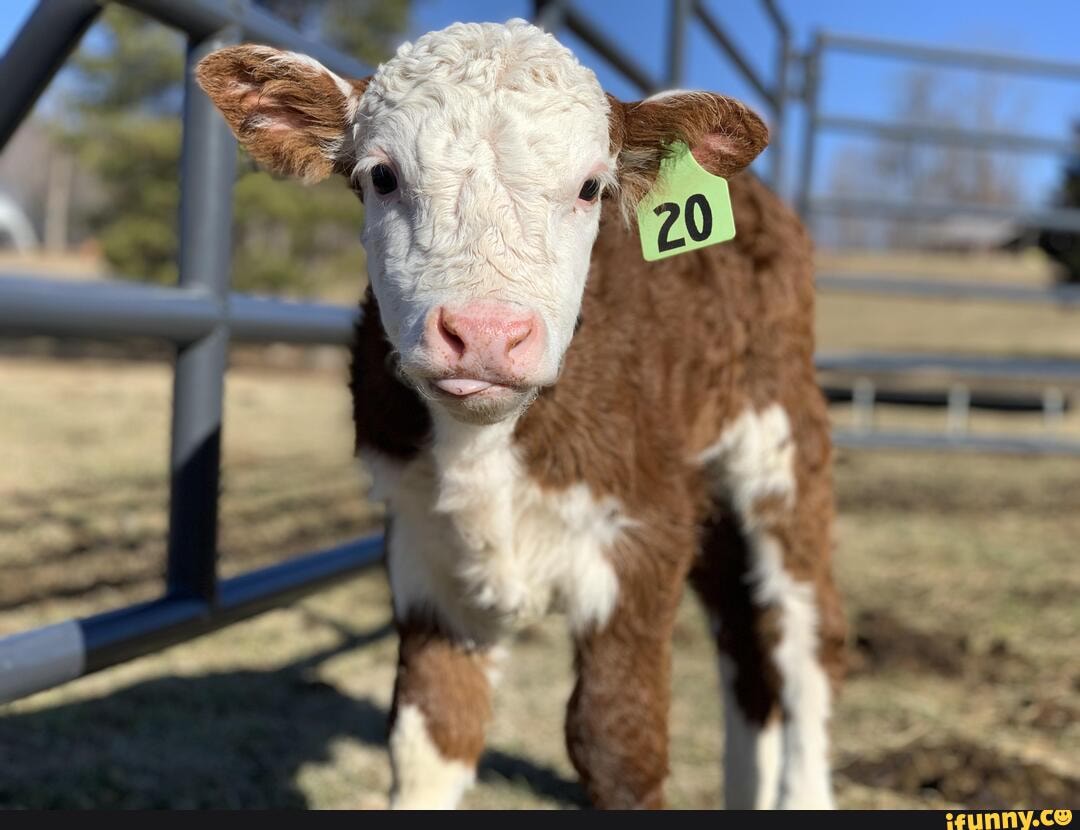 Mooooo memes. Best Collection of funny Mooooo pictures on iFunny