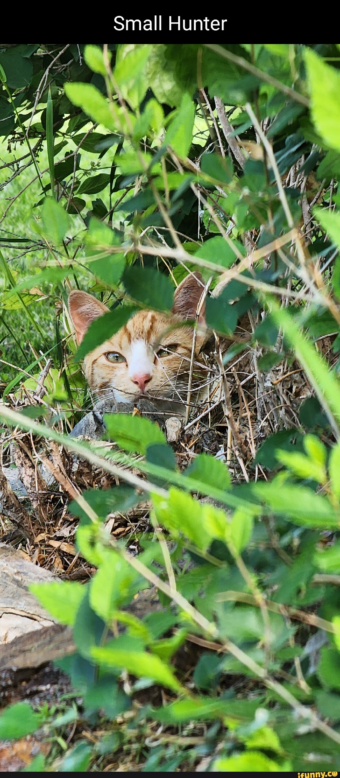 Small Hunter ot - iFunny