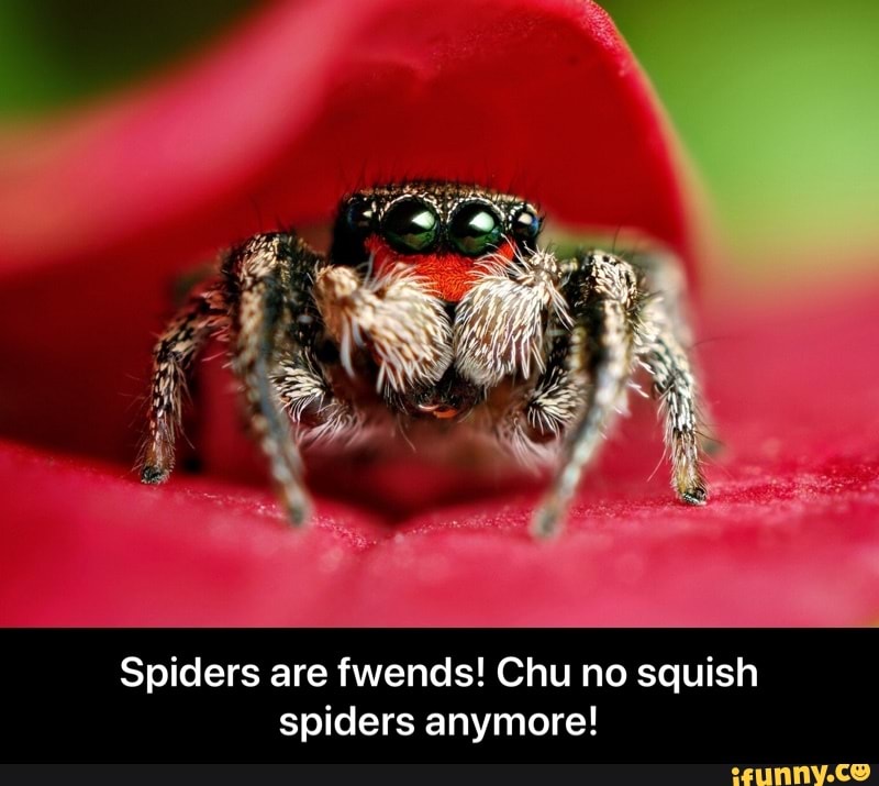 Spiders are fwends! Chu no squish spiders anymore! - Spiders are fwends ...