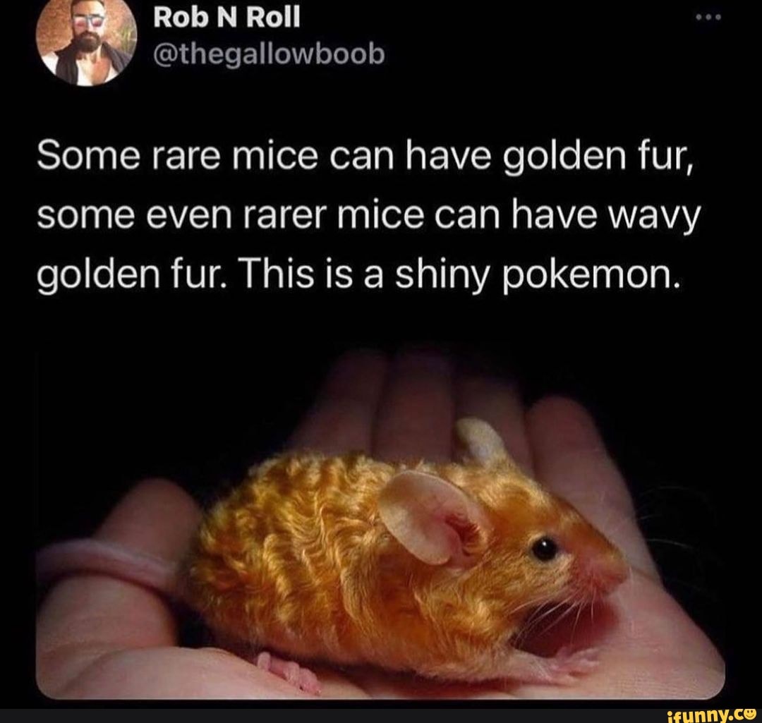 Rob N Roll @thegallowboob Some rare mice can have golden fur, some even ...