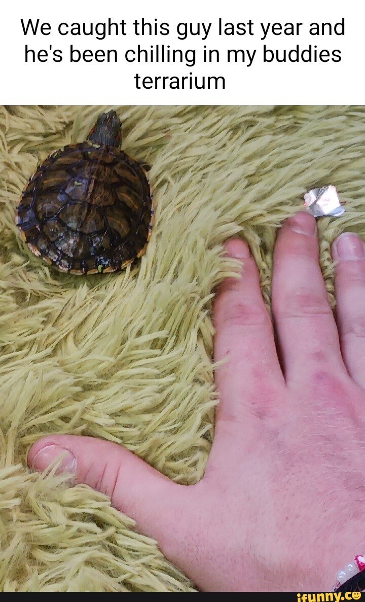 Terrarium memes. Best Collection of funny Terrarium pictures on iFunny