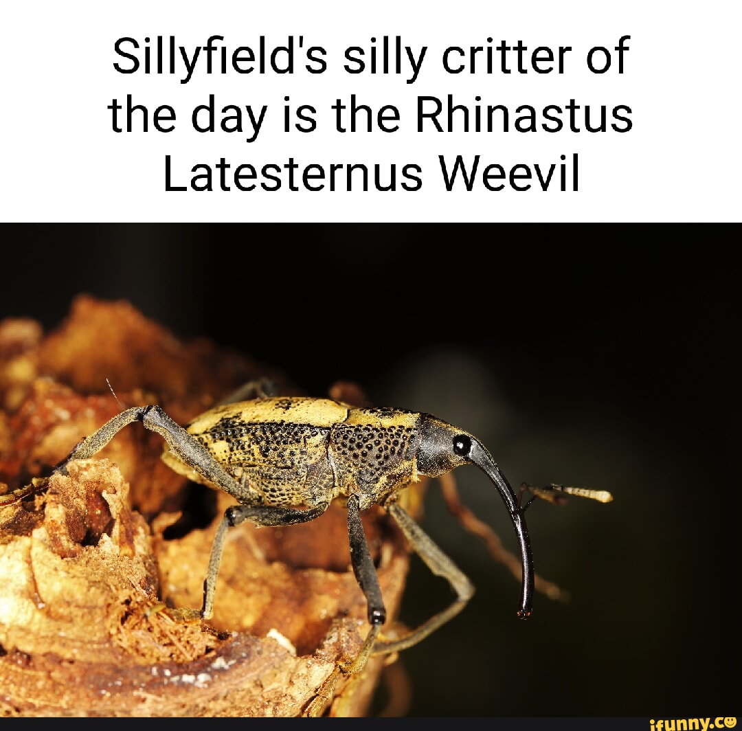 Weevil memes. Best Collection of funny Weevil pictures on iFunny