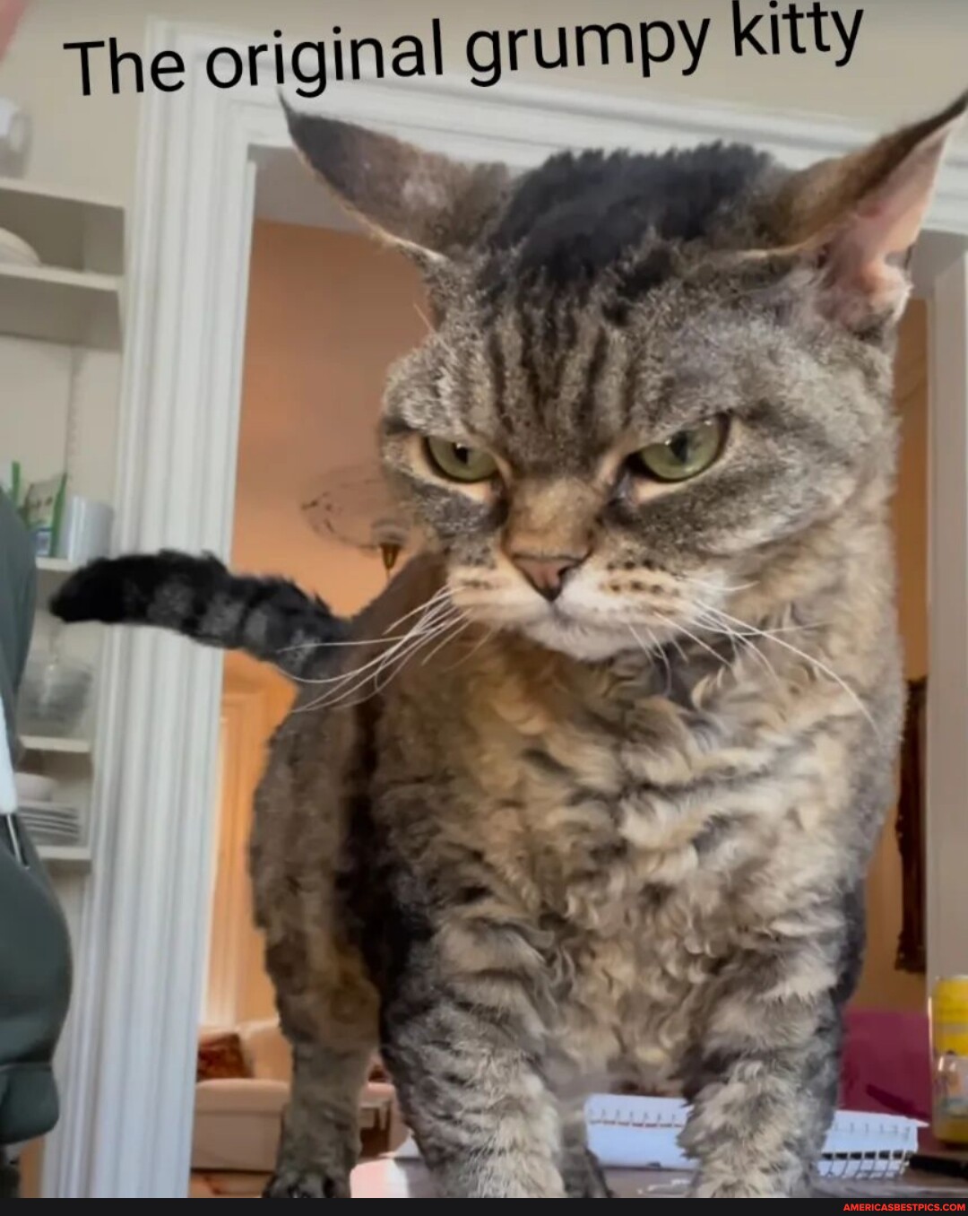 The original grumpy KItty - America’s best pics and videos