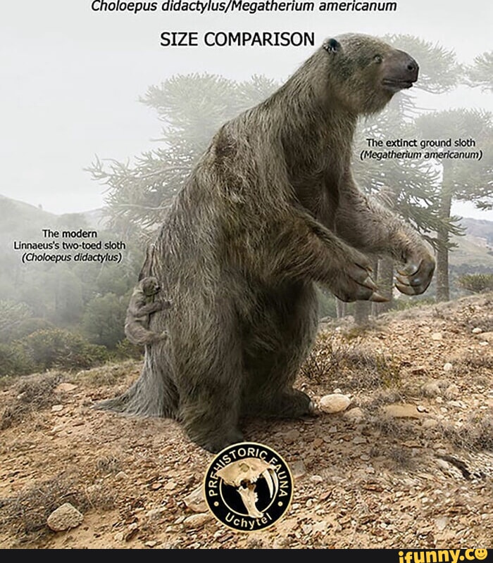 Is americanum SIZE COMPARISON , The extinct ground sloth (Megatherium ...
