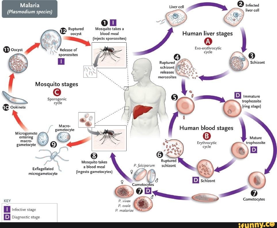 Malaria (Plasmodium species) Liver inrectes liver cell Mosquito takes a ...