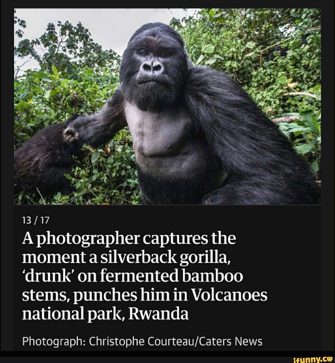A photographer captures the moment a silverback gorilla, 'drunk' on ...