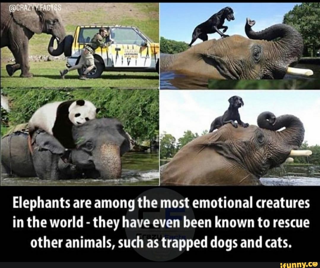 Elephants are among the most emotional creatures in the world they have ...