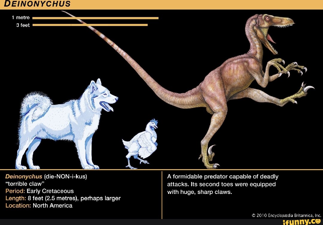 EINONYCHUS metre feat Deinonychus (die-NON-i-kus) A formidable predator ...