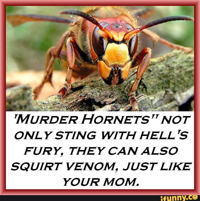 Asian_giant_hornet memes. Best Collection of funny Asian_giant_hornet ...
