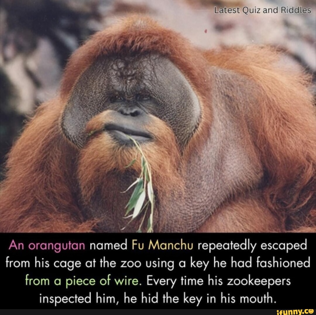 Fu Manchu Memes Fu Manchu GIF Fu Manchu Fumanchu Discover & Share