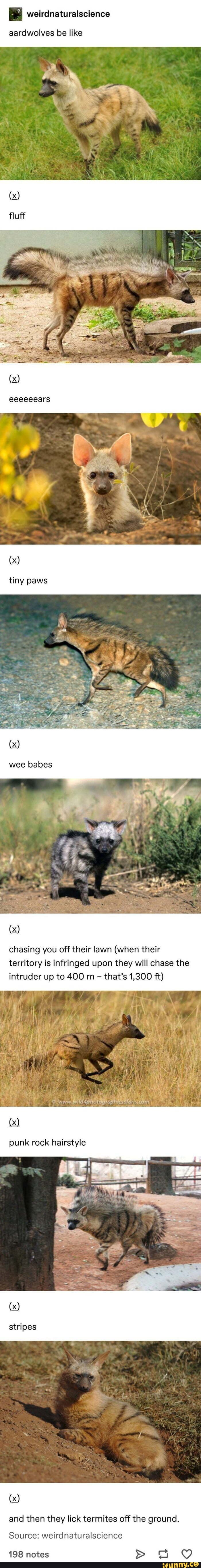 Aardwolves memes. Best Collection of funny Aardwolves pictures on iFunny
