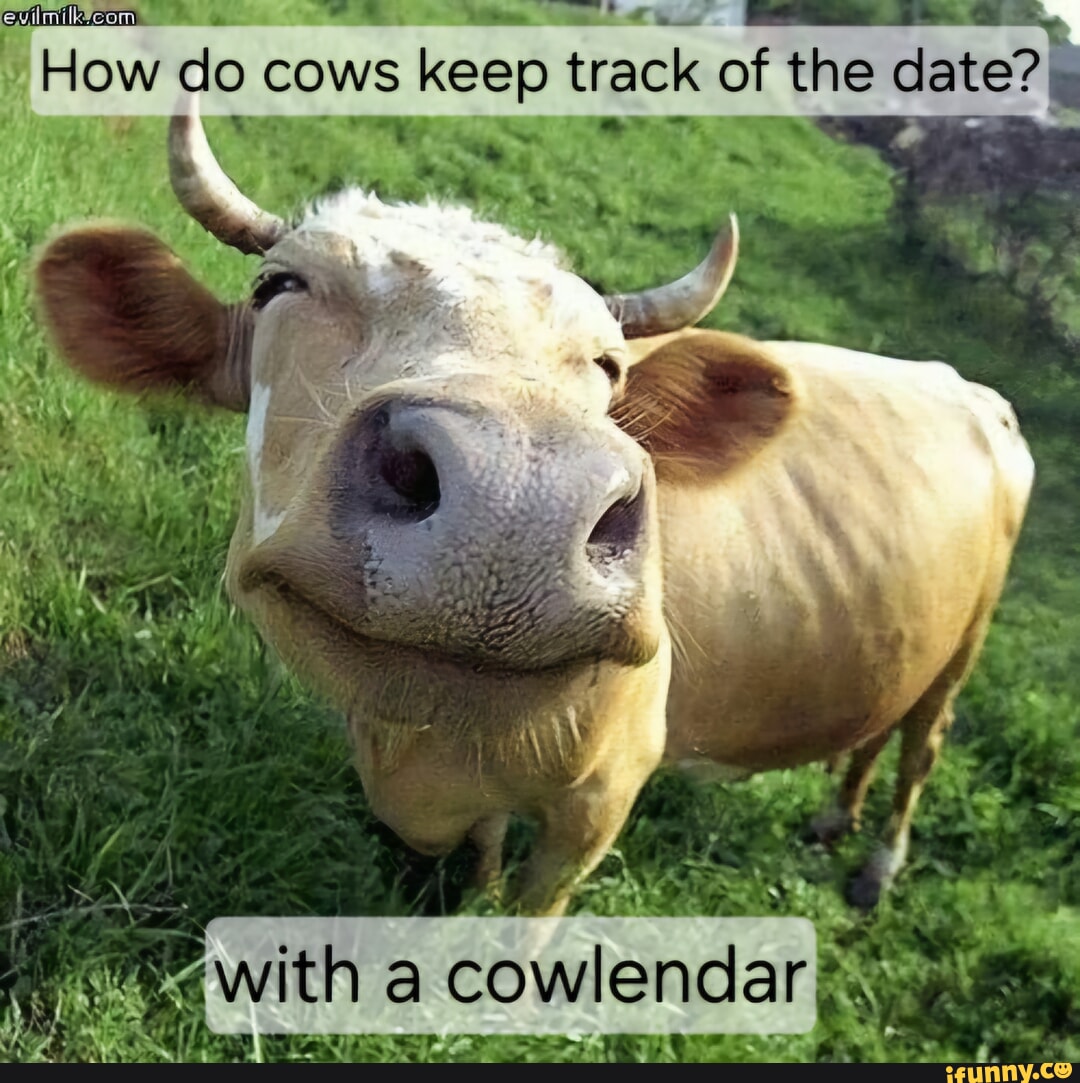 How do cows vs keep track of the date? es with a - iFunny
