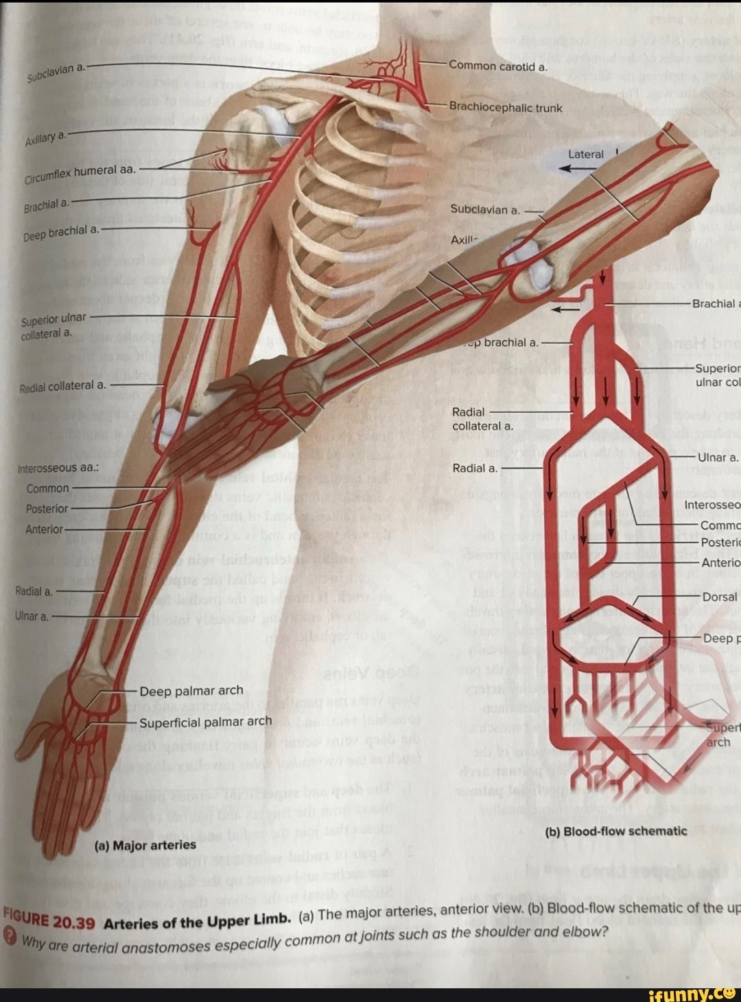 Brachial 'Superior ulnar col Radial collateral a. Ulnar a. Radial a ...