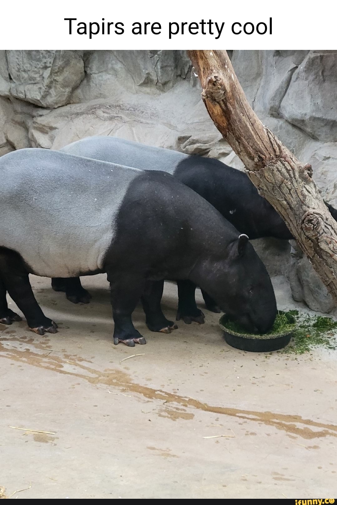 Tapirs are pretty cool - iFunny