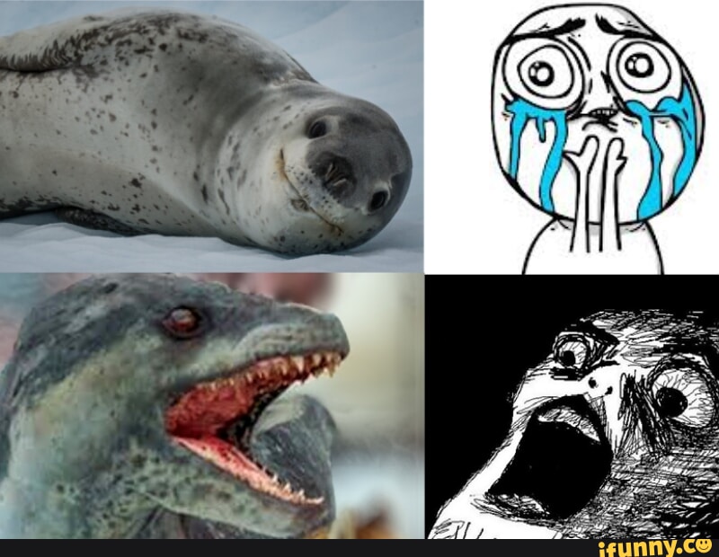 Seals memes. Best Collection of funny Seals pictures on iFunny