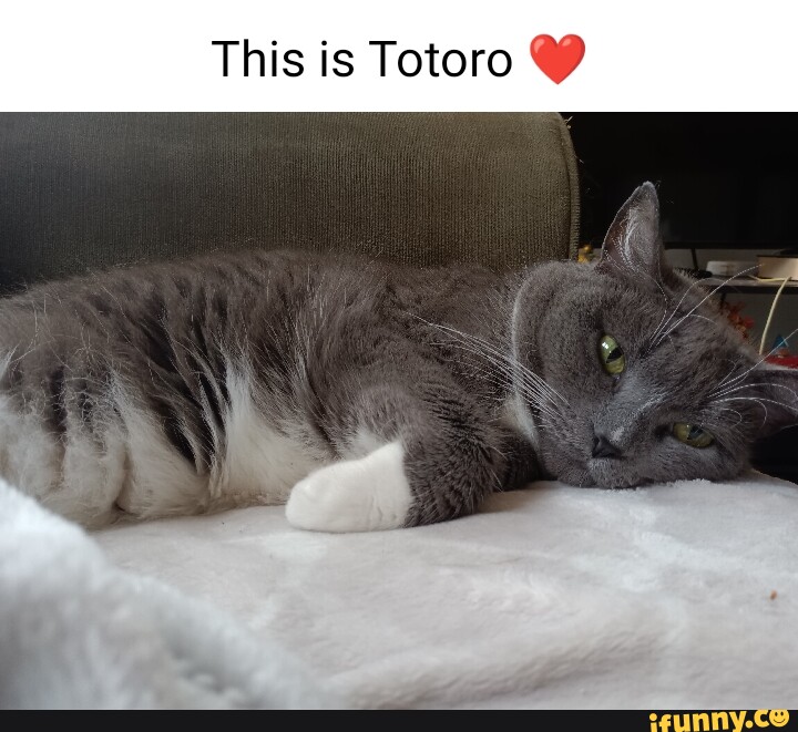 My Neighbor Totoro memes memes. The best memes on iFunny