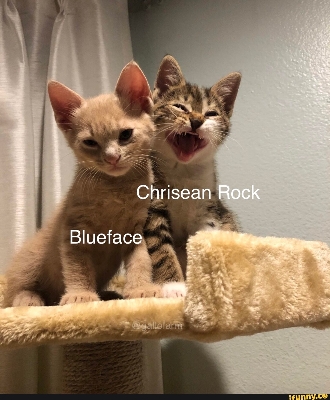 Blueface memes. Best Collection of funny Blueface pictures on iFunny