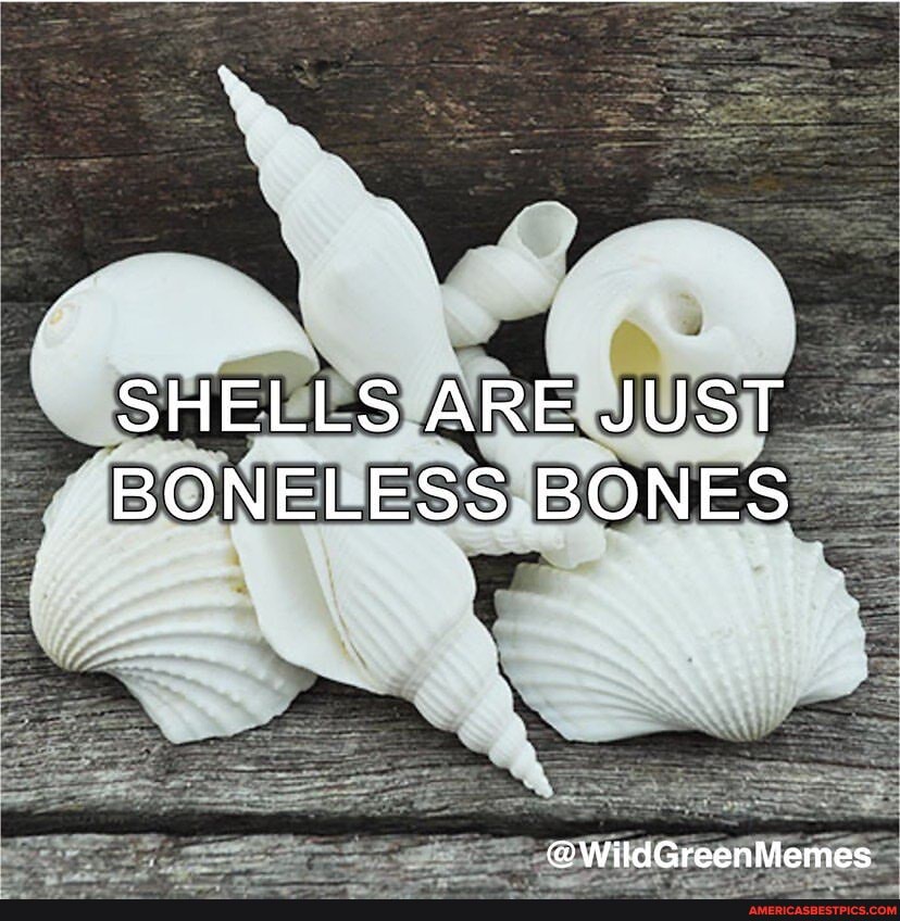 SHELLS ARE JUST BONELESS BONES @WildGreenMemes - America’s best pics ...