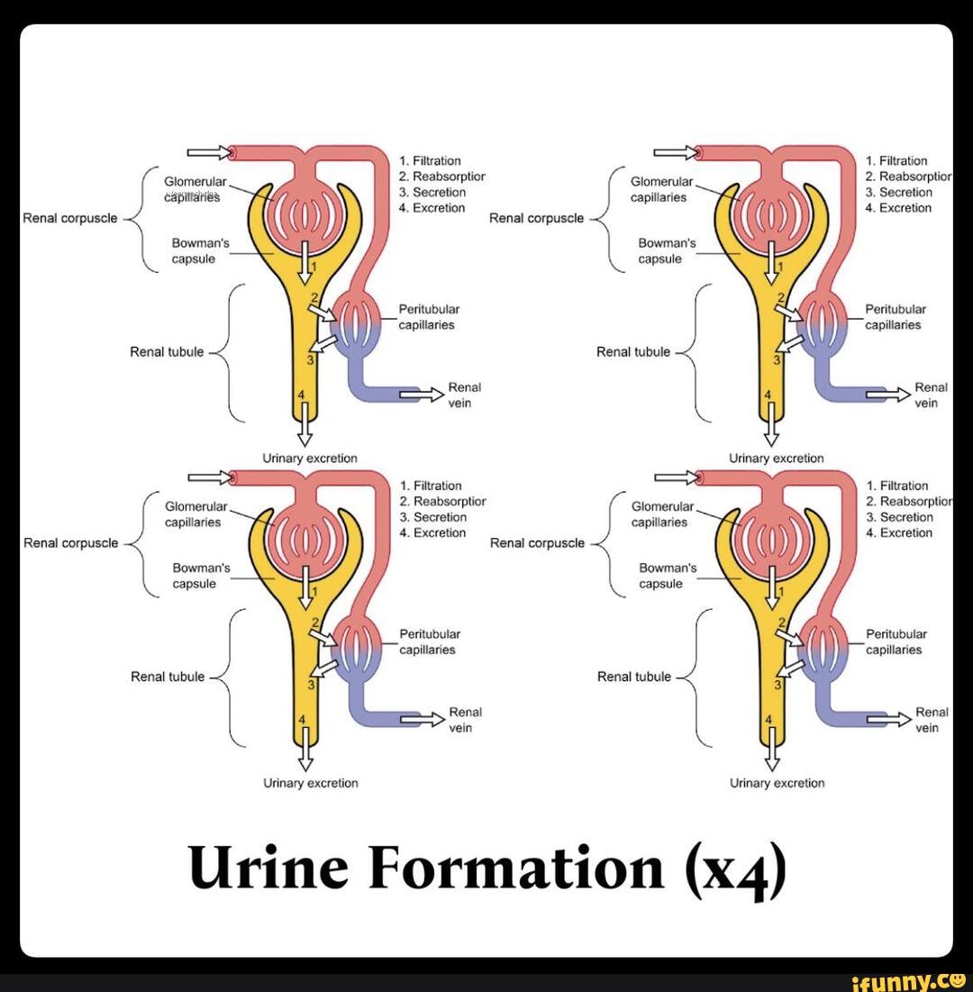 Peritubular memes. Best Collection of funny Peritubular pictures on iFunny