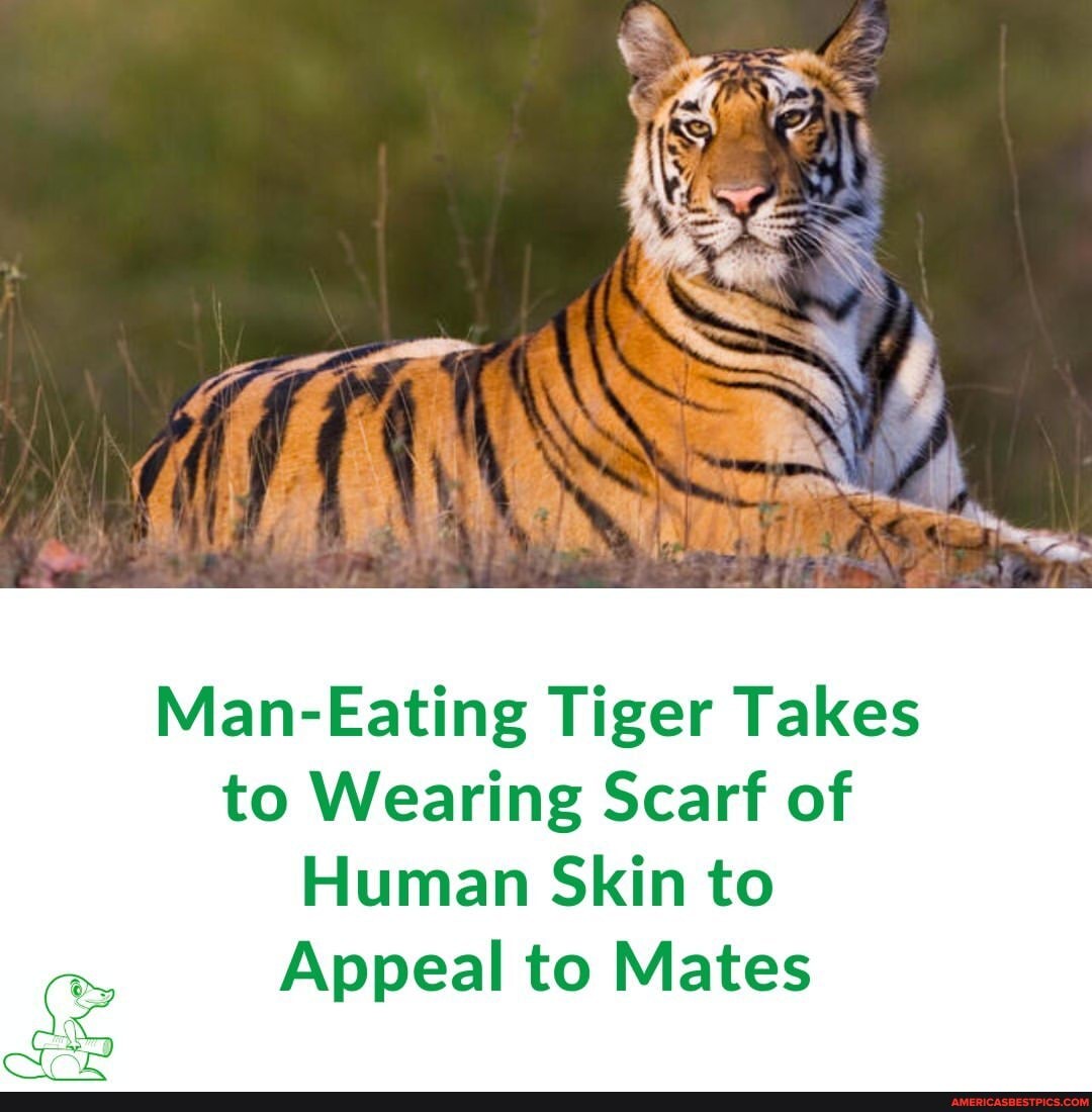 Man-Eating Tiger Takes to Wearing Scarf of Human Skin to Appeal to ...