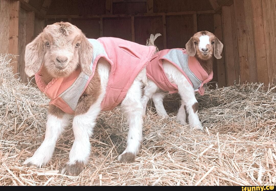 Gidget memes. Best Collection of funny Gidget pictures on iFunny