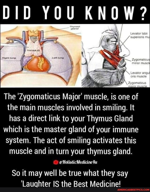 DID YOU KNOW? The 'Zygomaticus Major' muscle, is one of the main ...