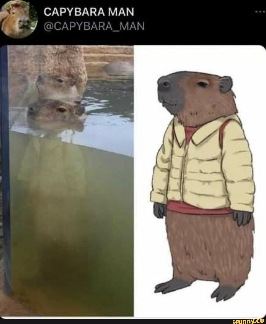 CAPYBARA MAN OCAPYBARA MAN - iFunny