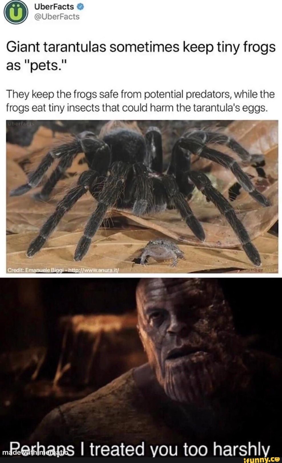 Giant tarantulas sometimes keep tiny frogs as "pets." They keep the ...