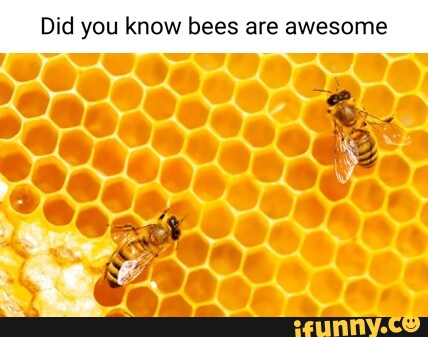 Did you know bees are awesome AS - iFunny