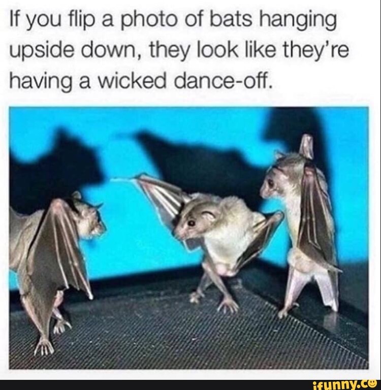 If you ﬂip a photo of bats hanging upside down, they look like they’re ...