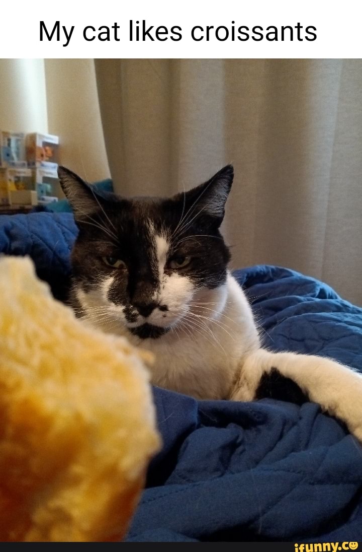 Croissants memes. Best Collection of funny Croissants pictures on iFunny