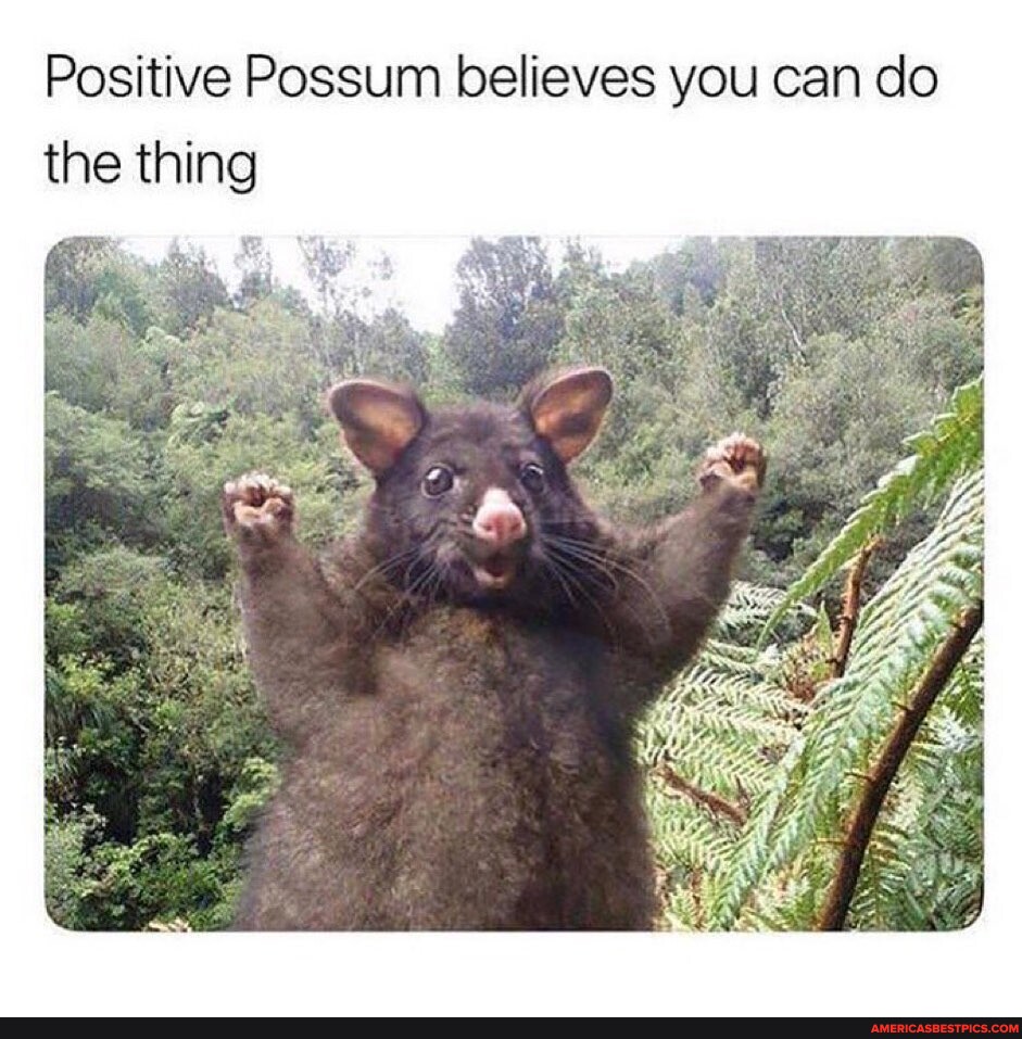 Everyone say thank you Positive Possum! - America’s best pics and videos