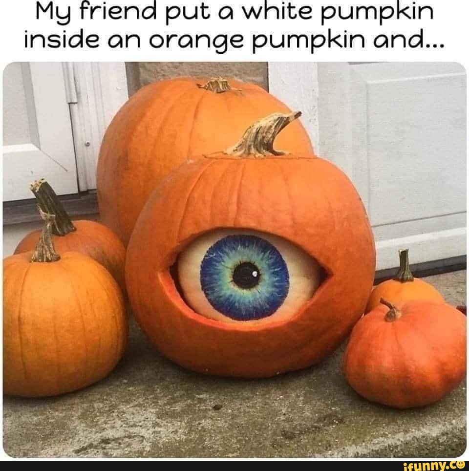 My rriend @ white puMppRIN inside an orange pumpkin and... ad - iFunny