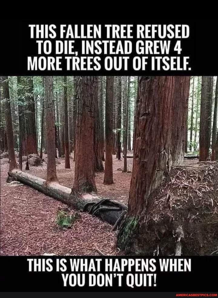 THIS FALLEN TREE REFUSED TO DIE, INSTEAD GREW 4 MORE TREES OUT OF ...